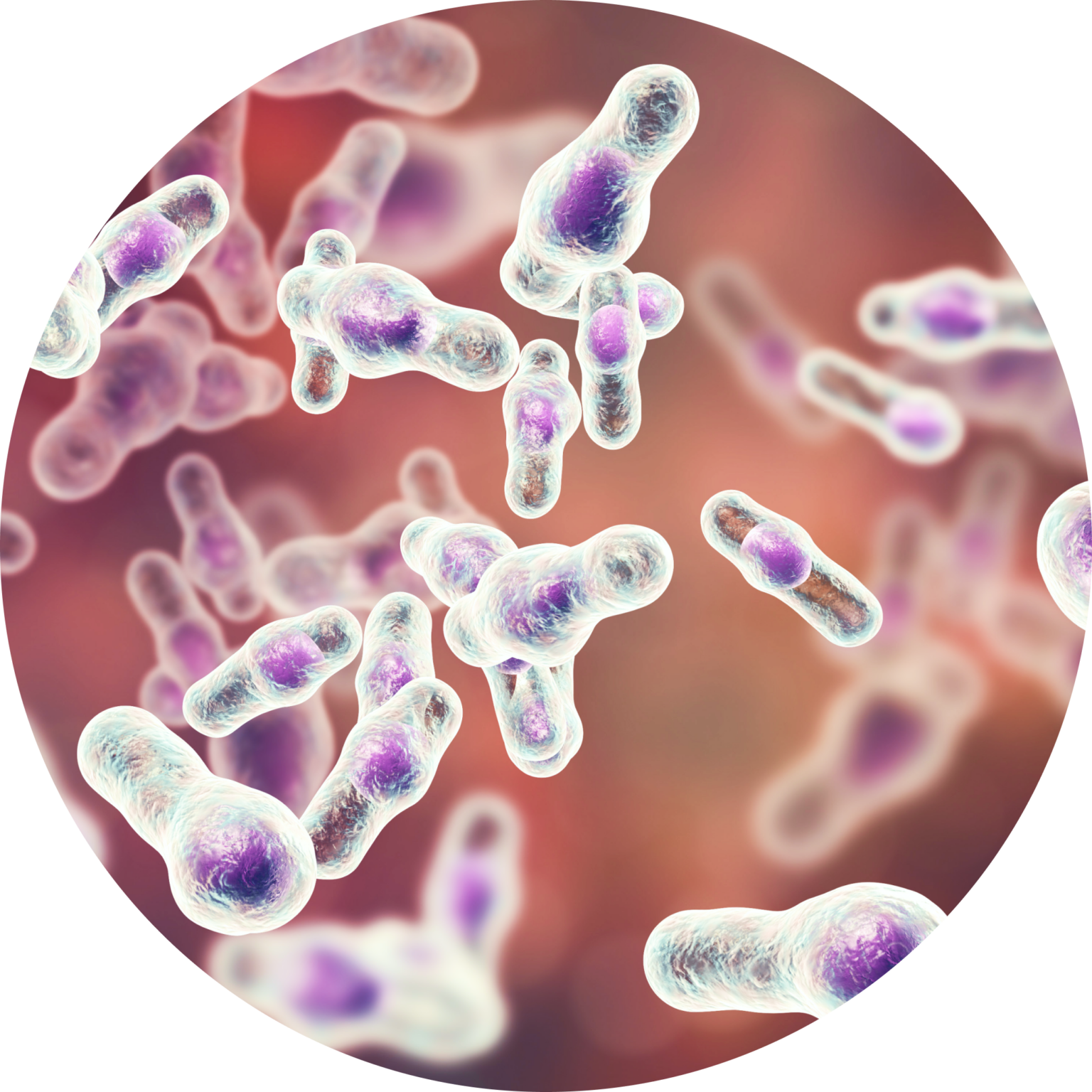 GMP & Reagent-Grade Bacterial Toxins CDMO | List Labs